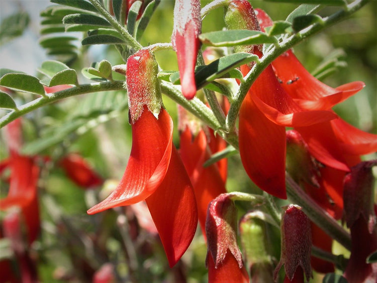 Sutherlandia Frutescens: Health Benefits, Uses, and Potential Side ...